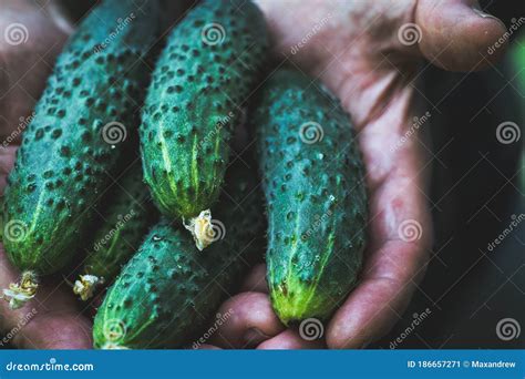 Sea Cucumber On The Shallow Sea Floor On The Beach Echinoderms From