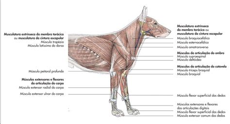Camadas Superficiais Da Musculatura Extrínseca E Intrínseca Do Membro