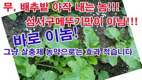 무 배추 밭 아작 내는 놈 섬서구메뚜기만이 아닙니다 바로 이놈 그냥 살충제 농약으로는 효과 없습니다무 재배 배추 재배 무 가꾸기 배추 가꾸기 무 갈기
