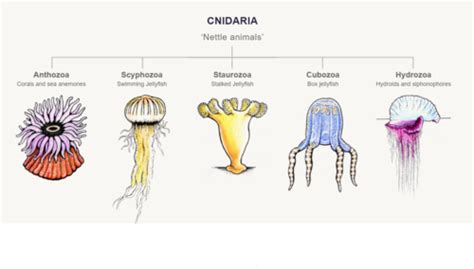 Phylum Cnidaria Flashcards Quizlet