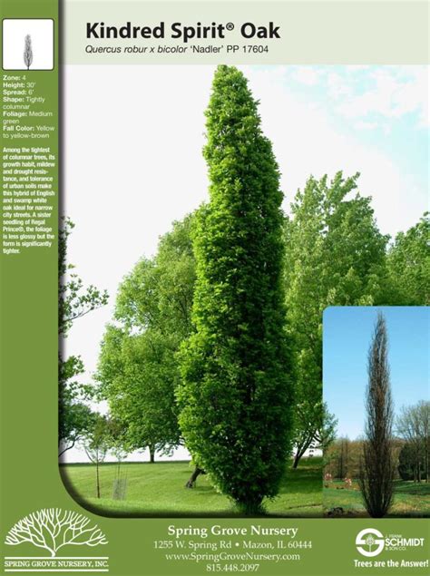 Quercus Robur X Q Bicolor Nadler Spring Grove Nursery