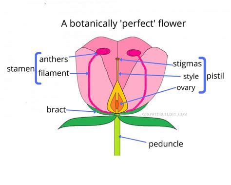 Floral Structures Growit Buildit