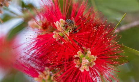 Callistemon Viminalis