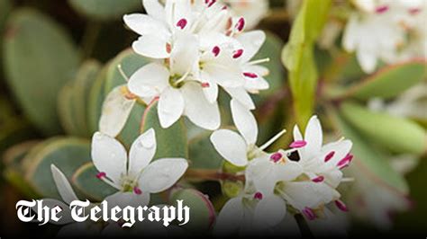 How To Manage Hebe The Telegraph