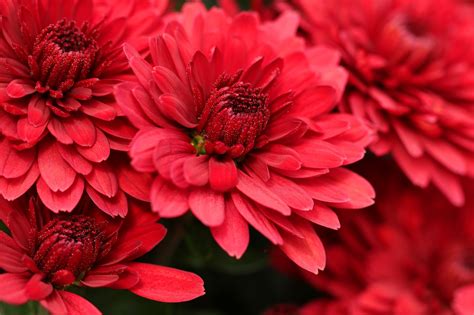 ফুলের ছবি সুন্দর সুন্দর পিক