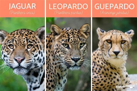 Ciervos Tipos Hábitat Y Curiosidades