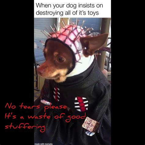 You Opened The Chewy Boxwe Came Scrolller