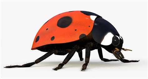 현실적인 무당 벌레 3d 모델 59 C4d 3ds Fbx Obj Free3d