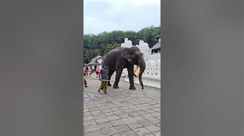 දළදා හාමුදුරුවන්ගෙ පෙරහැල හැඩ කල එ පිං බලෙන් උතුම් නිවන් සුවම ලැබේවා මදූ 🥺💔🏳️ Youtube