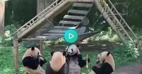 Pandas Having A Bamboo Party Album On Imgur