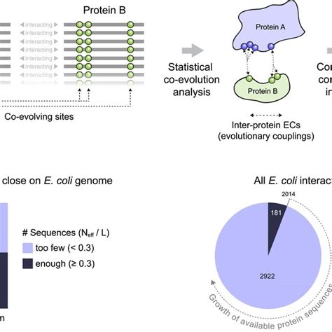 Co Evolution Of Residues Across Protein Complexes From The Evolutionary