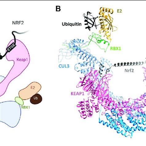 A Schematic Of The Keap1 Nrf2 Interaction Described In Section Download Scientific Diagram