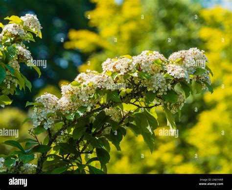 Clusters Of Small White Flowers Of The Hardy Deciduous Small Tree