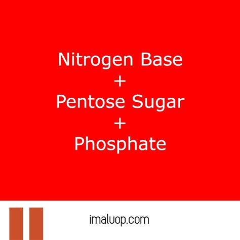 Structure And Function Of Nucleic Acids Imaluop IMALUOP