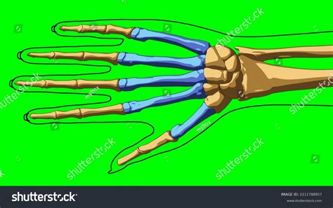 Human Skeleton Anatomy Metacarpals Bones Medical Stock Illustration 2211788957 Shutterstock