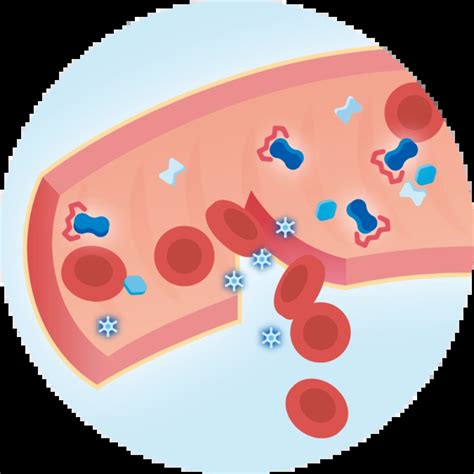 Clotting Cascade How Blood Clots Form