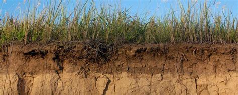 Understanding Soil And Their Layers Spray Grass Australia