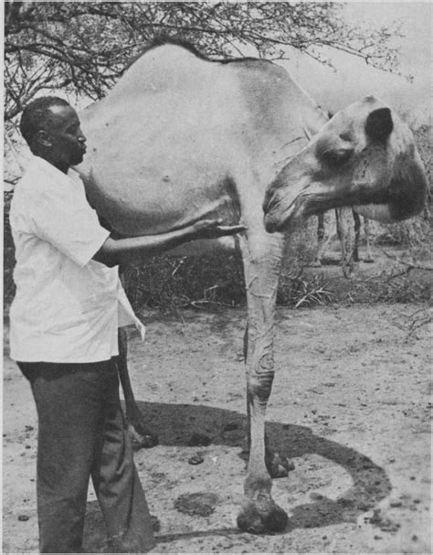 mohamoud ahmed ali a man of consequence by marshall j tyree by musa abdi msc medium