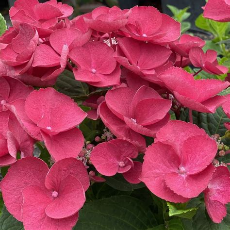 Hydrangea Macrophylla Cherry Explosion Mckay Pp28757