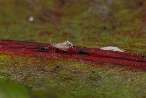 Eeny 537in947 Citrus Mealybug Planococcus Citri Risso Insecta