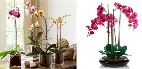 Cum Se Provoaca O Noua Inflorire La Orhidee