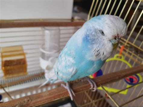 Which Sex Is My Bird Rbudgies