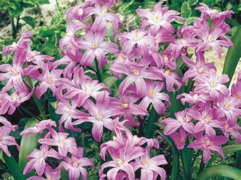 Луковичные многолетники способные зимовать в грунте