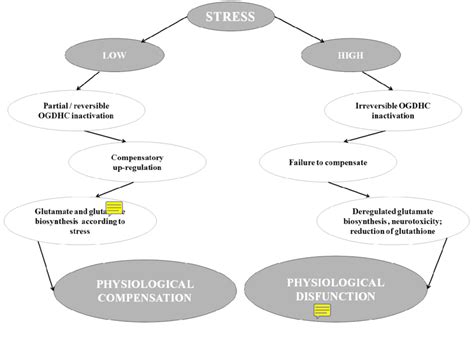 Role Of Ogdhc In Animal Reactions To Stress Download Scientific Diagram