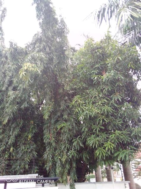 ITel P36 Full Review The Flagship For Light Smartphone Users Dignited