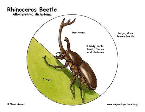 Pin Auf Animals Bugs