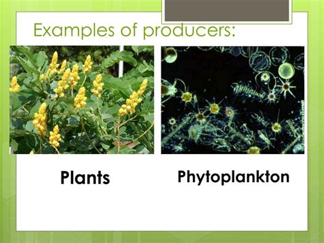 Ppt Food Chain And Food Webs Powerpoint Presentation Free Download Id6787203