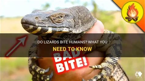 Do Lizards Bite Humans What You Need To Know Petshun