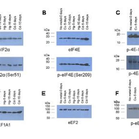 A A Representative Standard Curve Of Dnph Dot Blot Analysis Used For