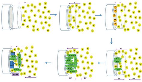 Progress Of Electropolymerization Process [17] Download Scientific Diagram
