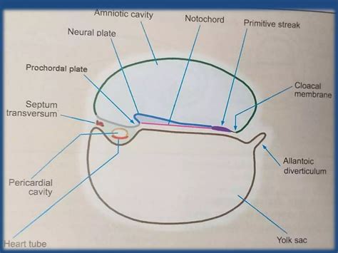 Development Of Face Pptx