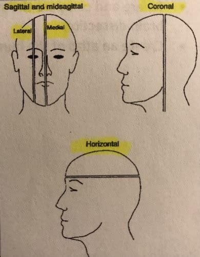 Neurological Bases Of Cognition Communication And Behavior Exam 1 Flashcards Quizlet