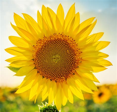 Fibonacci Sequence Flower