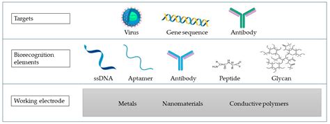 Electrochemical Impedimetric Biosensors For Virus Detection Encyclopedia Mdpi