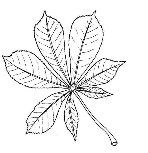 Chestnut Tree Cliparts Add A Touch Of Nature To Your Designs