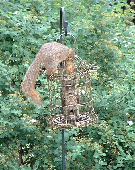 Squirrel Spinning Bird Feeder With Music At Roderick Tipton Blog