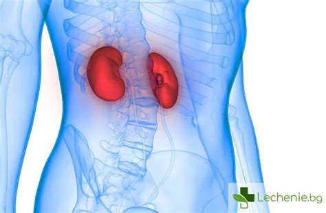 ᐉ Хронично бъбречно заболяване какво означава — Lechenie Bg