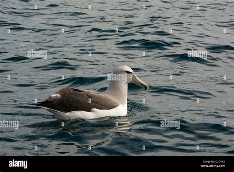 Salvins Mollymawk Swimming On The Pacific Ocean Near The Coast Of