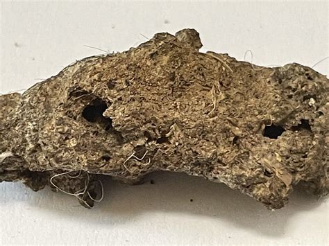 Coprolite Fossil ID The Fossil Forum Coprolite Fossil ID The Fossil Forum