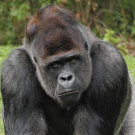 Victor A S Profile Hackaday Io Victor A S Profile Hackaday Io