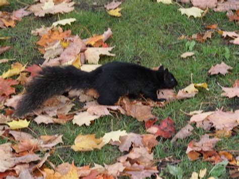 Fall Leaves Squirrel Free Photo On Pixabay