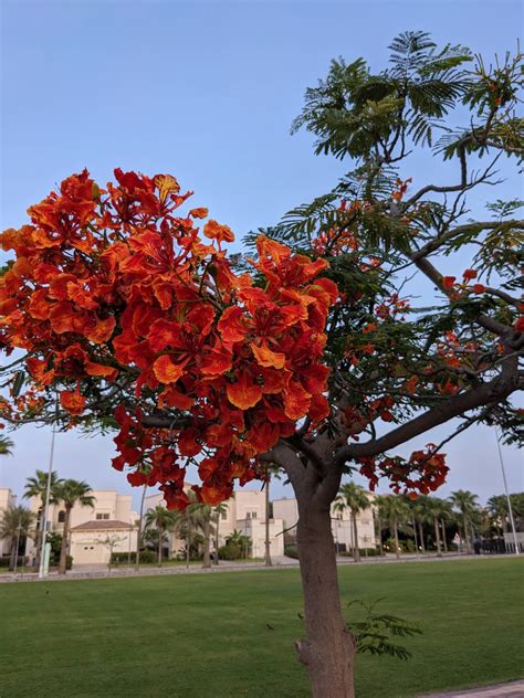 Delonix Regia Plant Picture Library