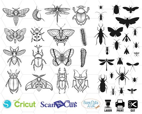 Insect Svg Bug Svg Insects Svg Insect Clipart Dragonfly Etsy