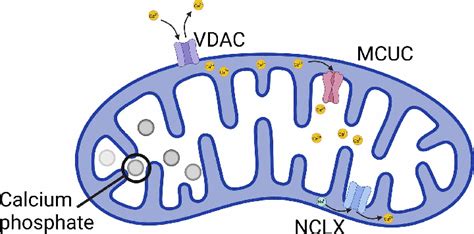 Mechanisms Of Mitochondrial Ca 2 Influx Efflux And Sequestration Download Scientific