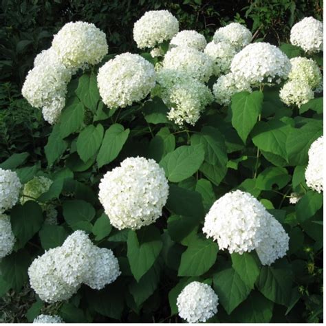 Hydrangea Incrediball Strong Annabelle Flowbo Bv