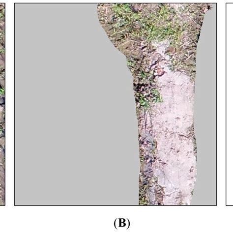 Example Of The Area Of Rice Seedling Annotations A Cropped Uav Download Scientific Diagram